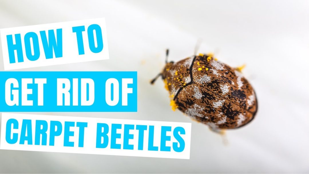 How to Get Rid of Pests in Carpets? - Vancouver's Best Cleaners